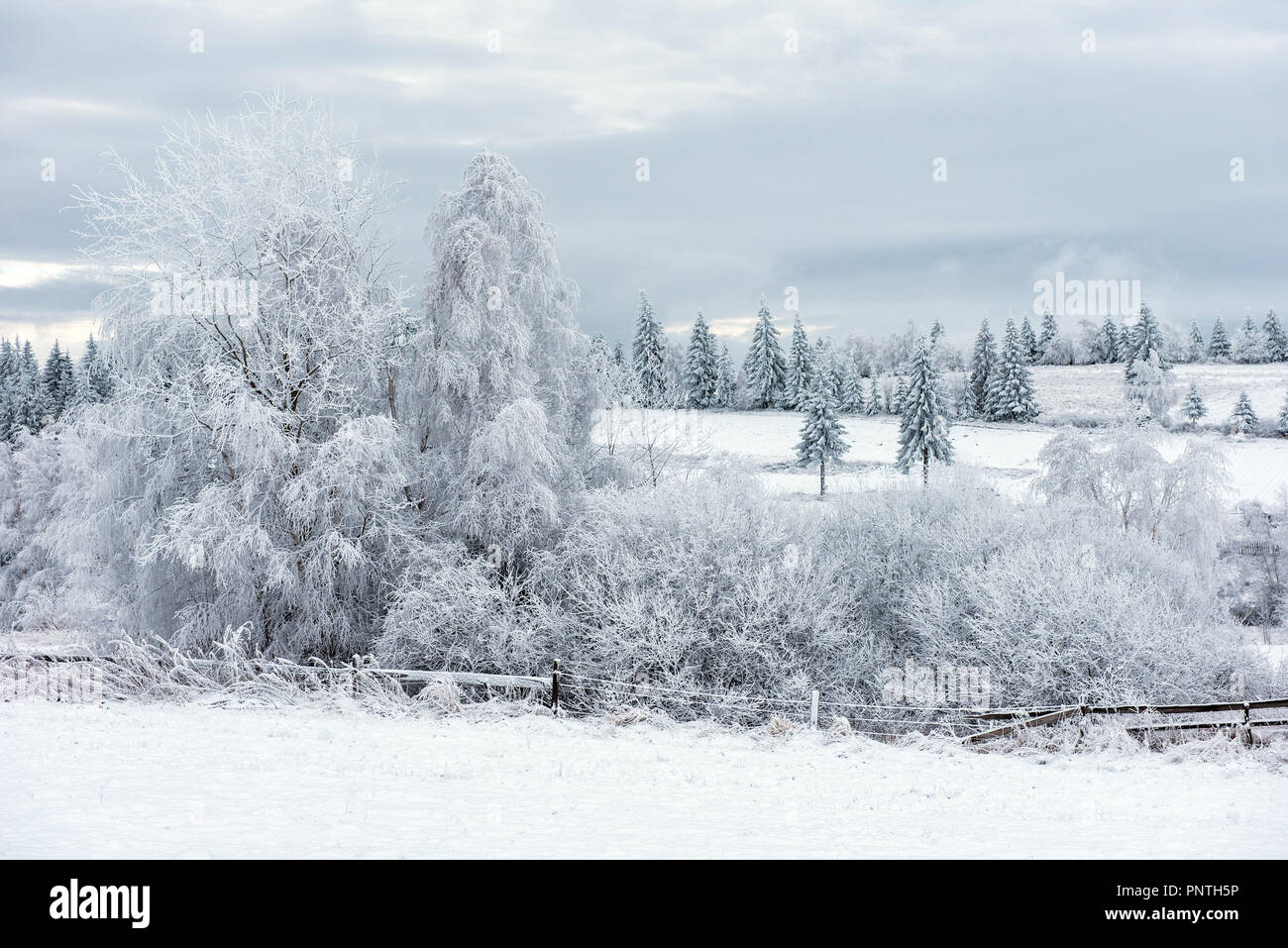 First snow in the forest. Rime and hoarfrost covering nature, trees and ...