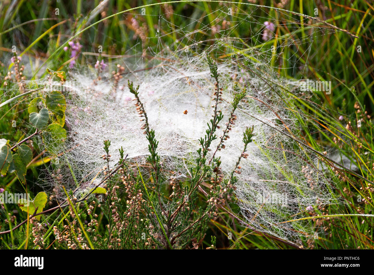 Cobwebby lawn in a moor at a sunny morning in fall Stock Photo - Alamy