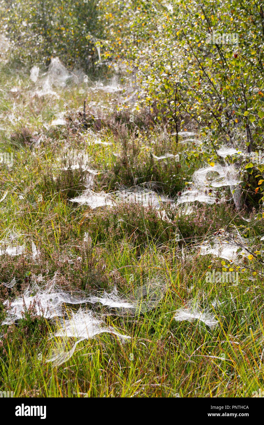 Cobwebby lawn in a moor at a sunny morning in fall Stock Photo - Alamy