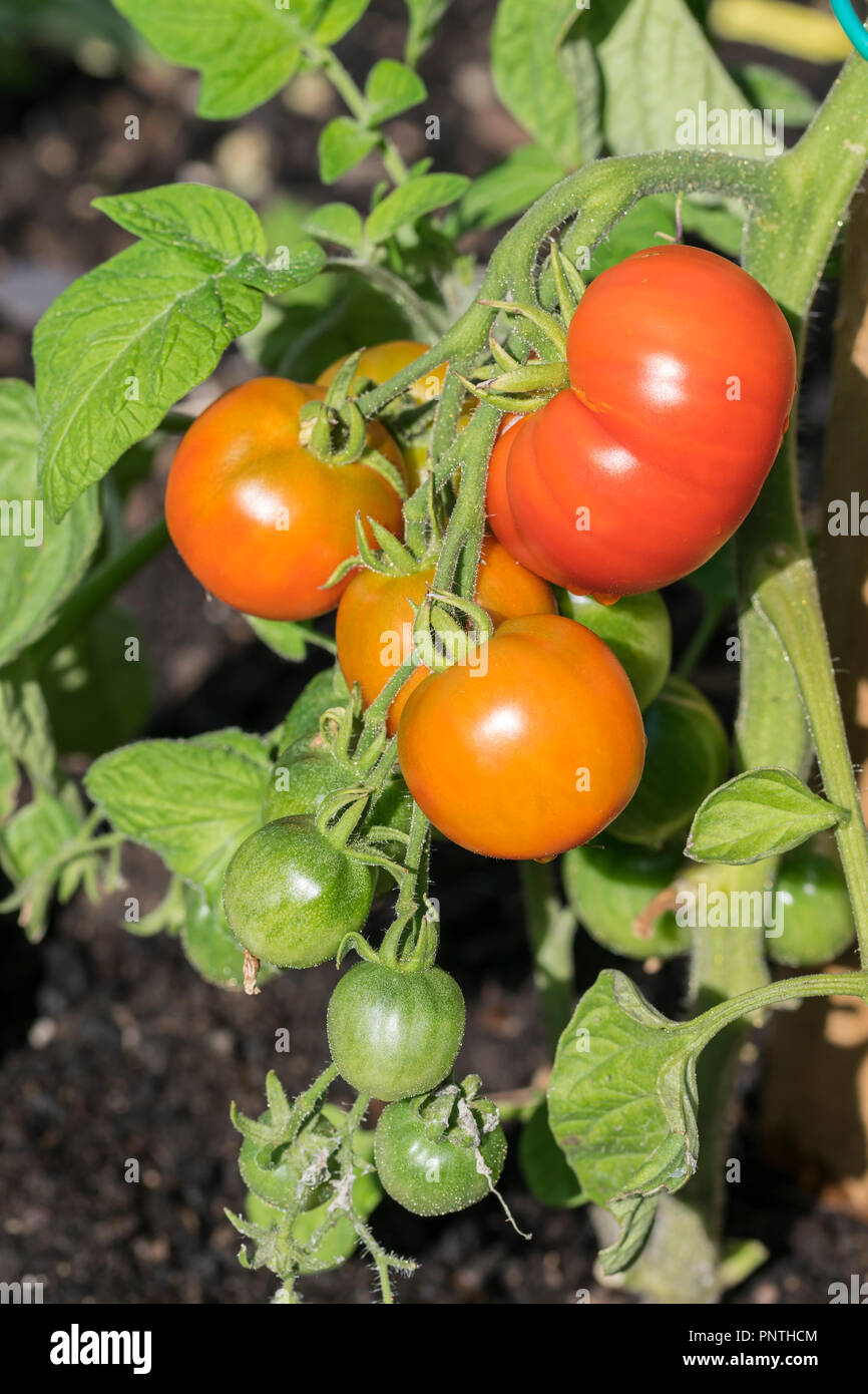 Tomato truss hi-res stock photography and images - Alamy
