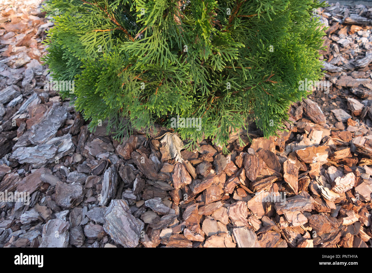 A small fir on the background of soil covered with bark of a tree Stock ...