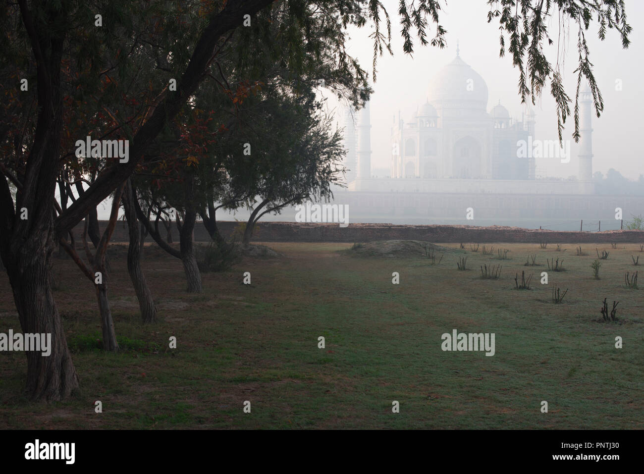 Taj mahal trees in foreground hi-res stock photography and images - Alamy