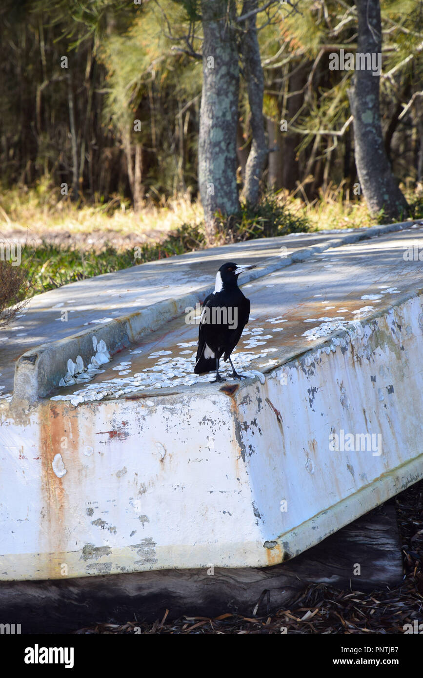 Australian magpie south australia hi-res stock photography and images ...