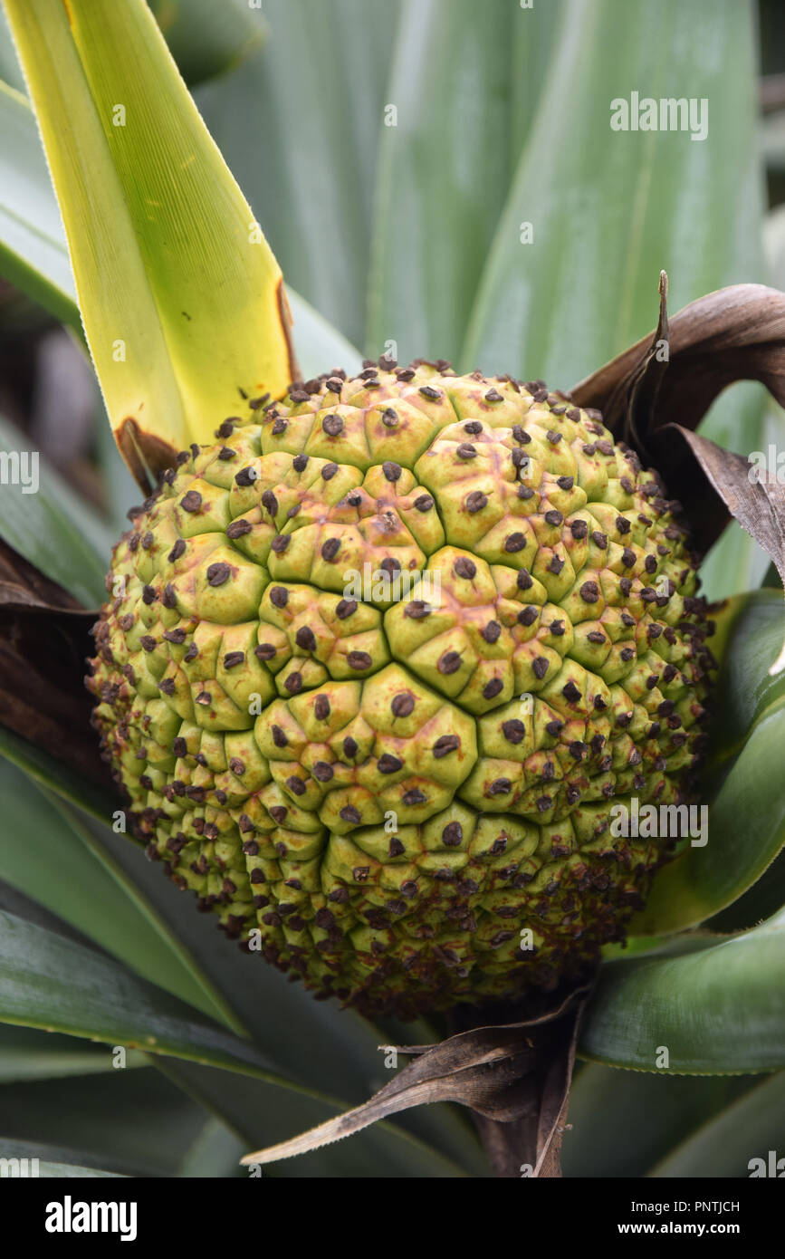 Fruit of Screw Pine, Pandanus tectorius, Crescent Head, NSW, Australia ...