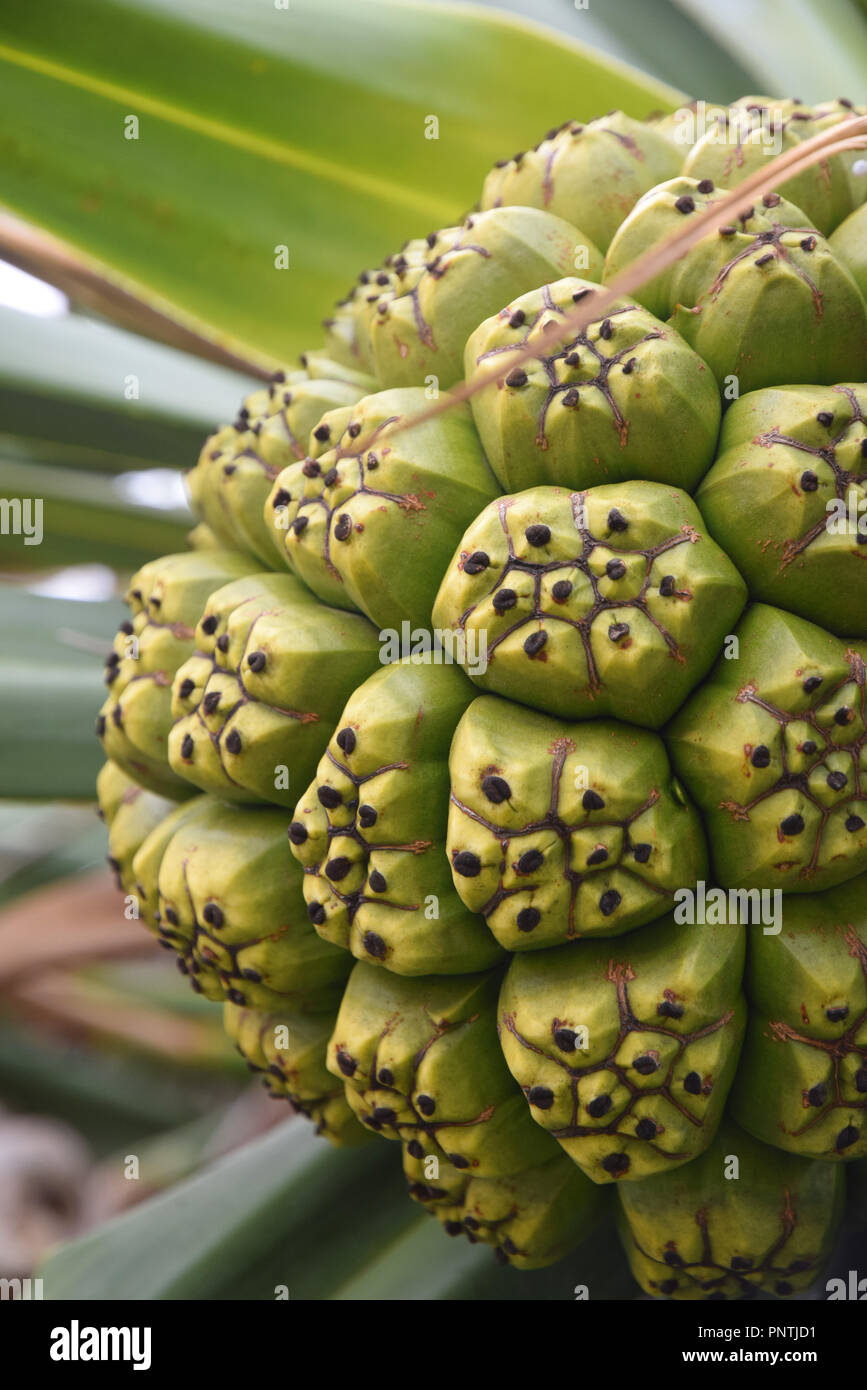 Pandanus tectorius hi-res stock photography and images - Alamy