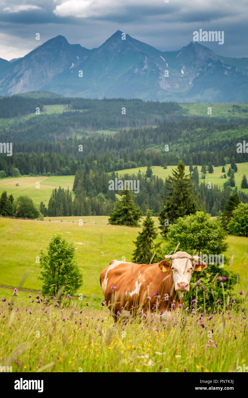 Brown cow in Tatra mountains in Poland Stock Photo - Alamy