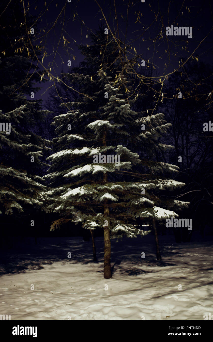 evergreen pine tree in night winter forest Stock Photo - Alamy