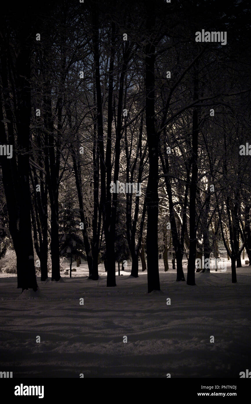 winter night landscape with dark snowy trees park scene Stock Photo - Alamy