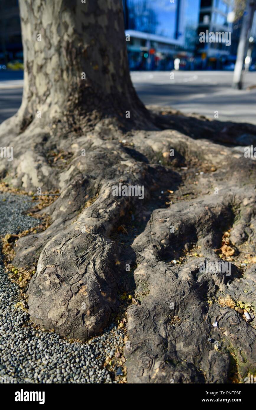 Sycamore Tree Roots High Resolution Stock Photography and Images - Alamy