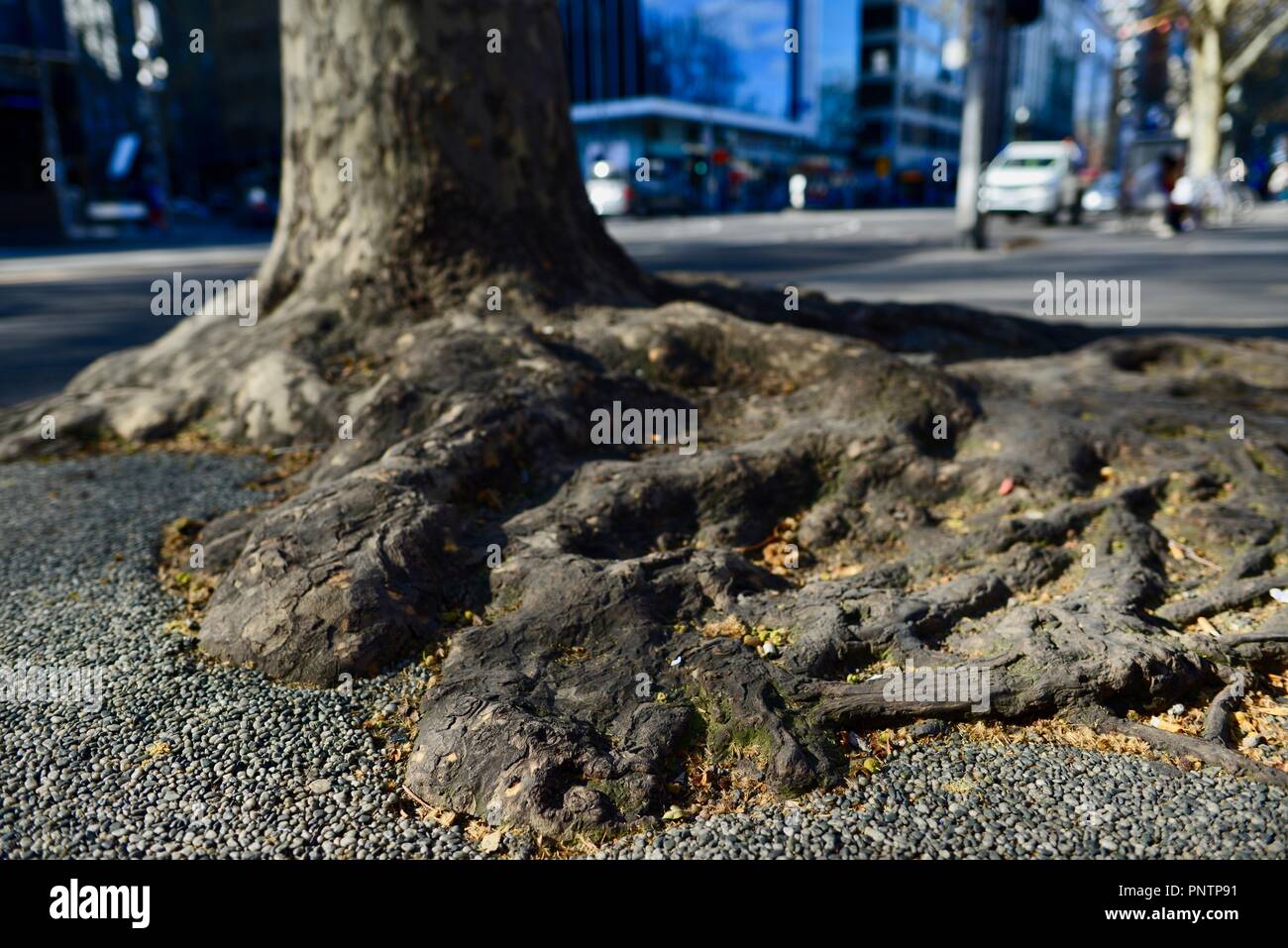 Sycamore tree roots hi-res stock photography and images - Alamy