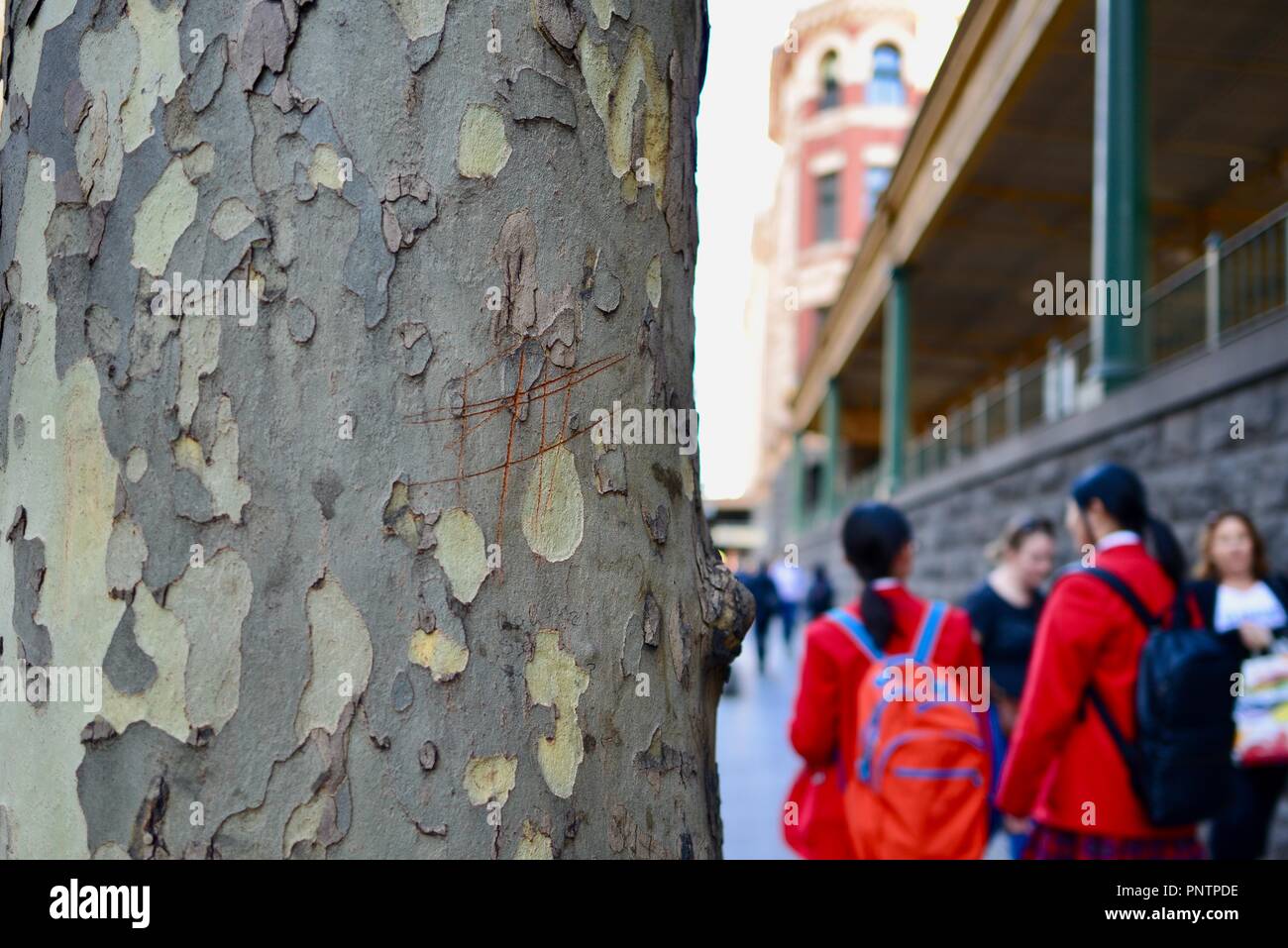 London plane tree growing on Flinders Street, Melbourne VIC, Australia ...