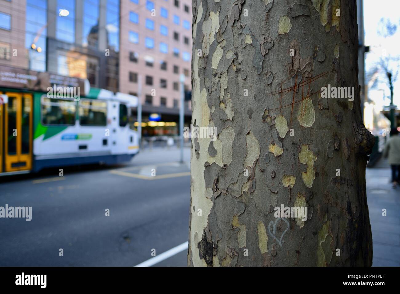 London plane tree growing on Flinders Street, Melbourne VIC, Australia ...