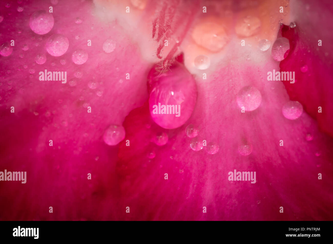 Beautiful macro shot dew hi-res stock photography and images - Alamy