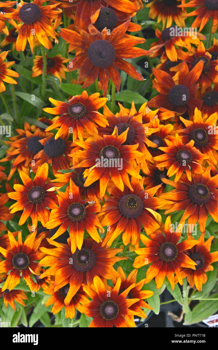 Close up of flowering Rudbeckia 'Summerina Orange' in a flower border ...