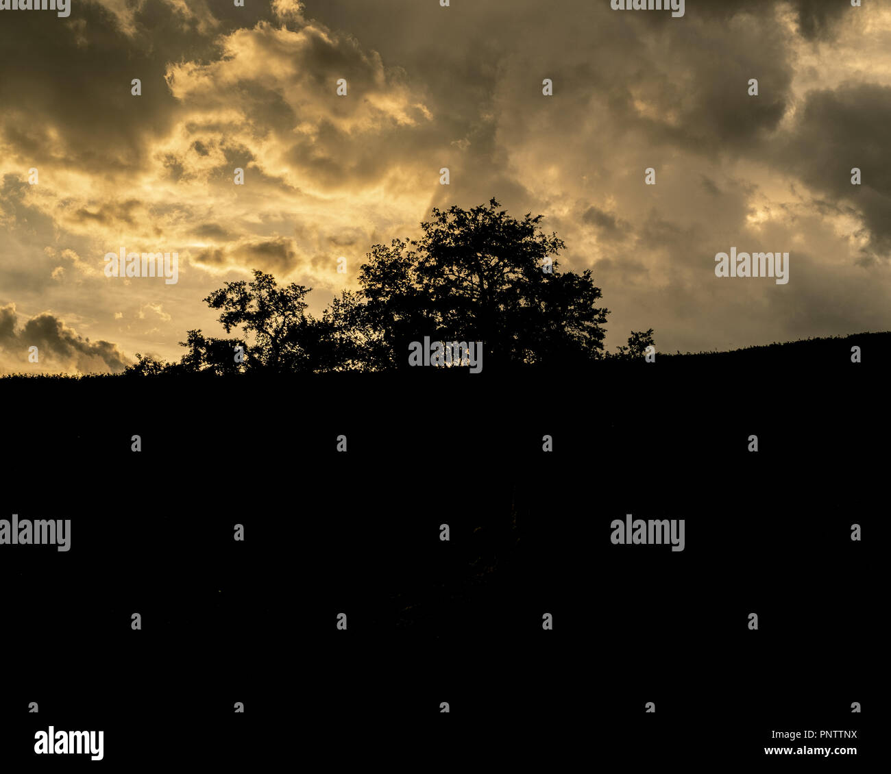 Cloudy sky with trees hi-res stock photography and images - Alamy