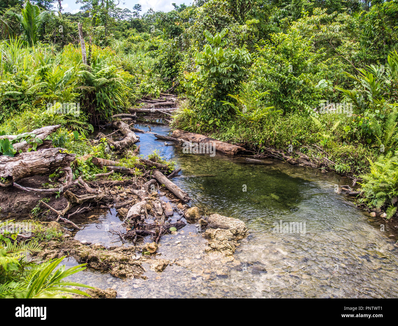Stream in the jungle near the Dekai village West Papua, Indonesia Stock ...