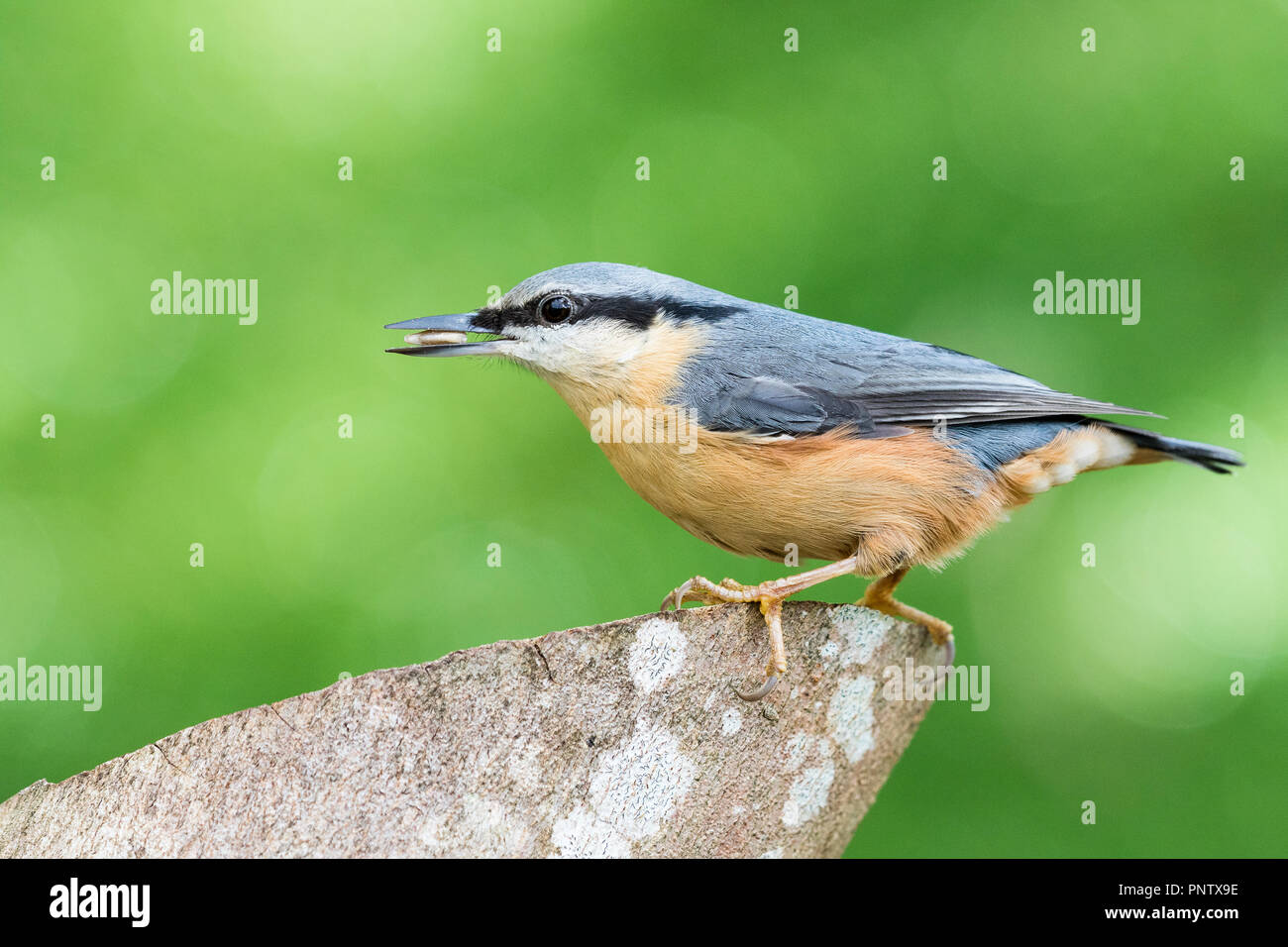 European nuthatch in early autumn in rural mid Wales Stock Photo - Alamy