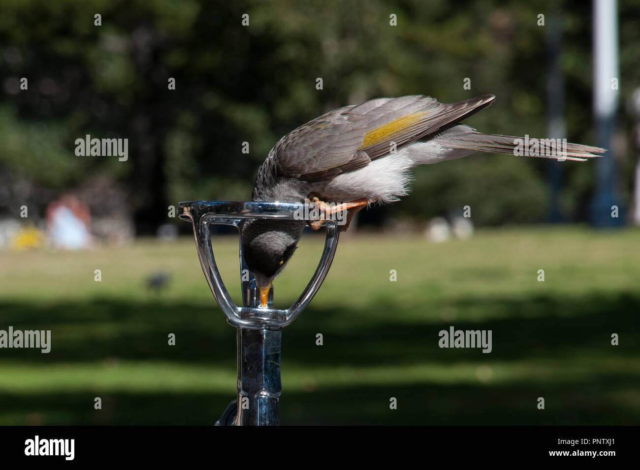 Water bubbler hi-res stock photography and images - Alamy