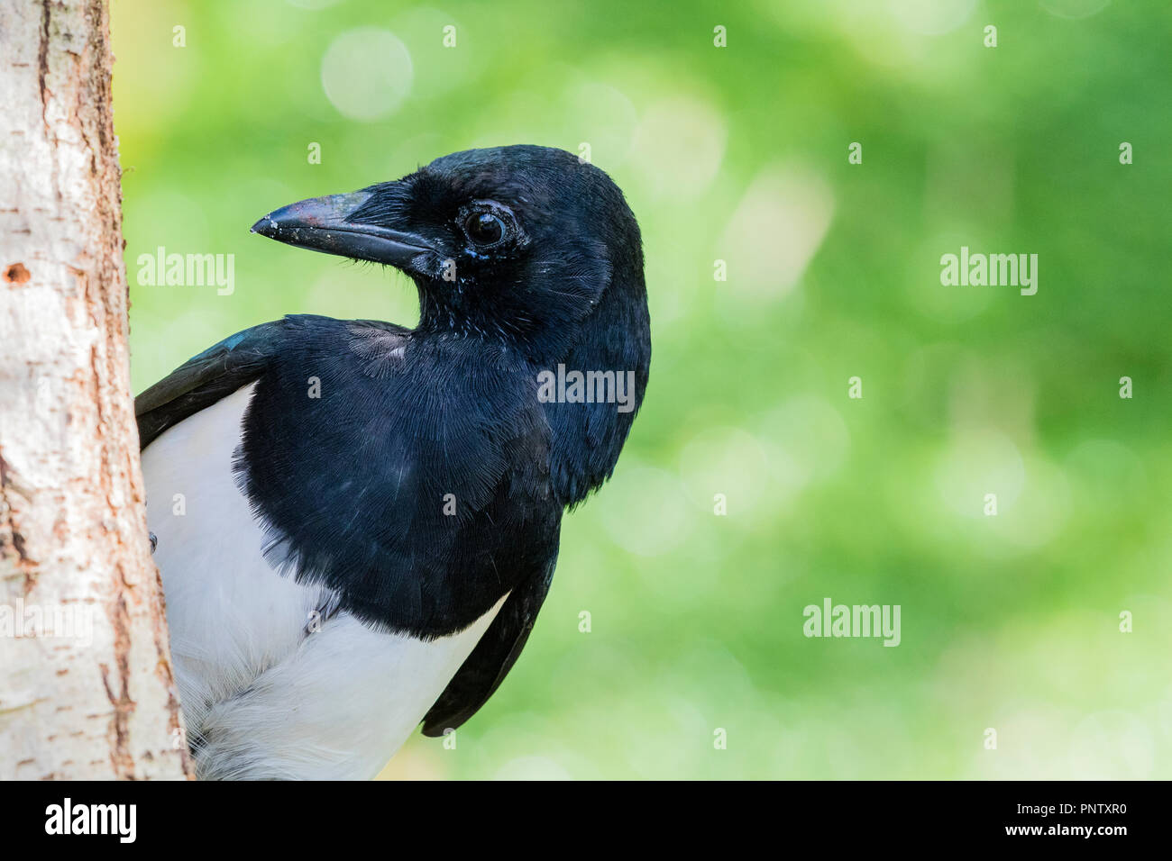 Rural wildlife hi-res stock photography and images - Alamy