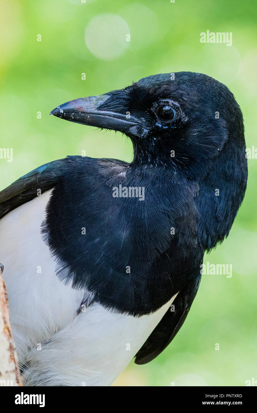 Green magpie hi-res stock photography and images - Alamy