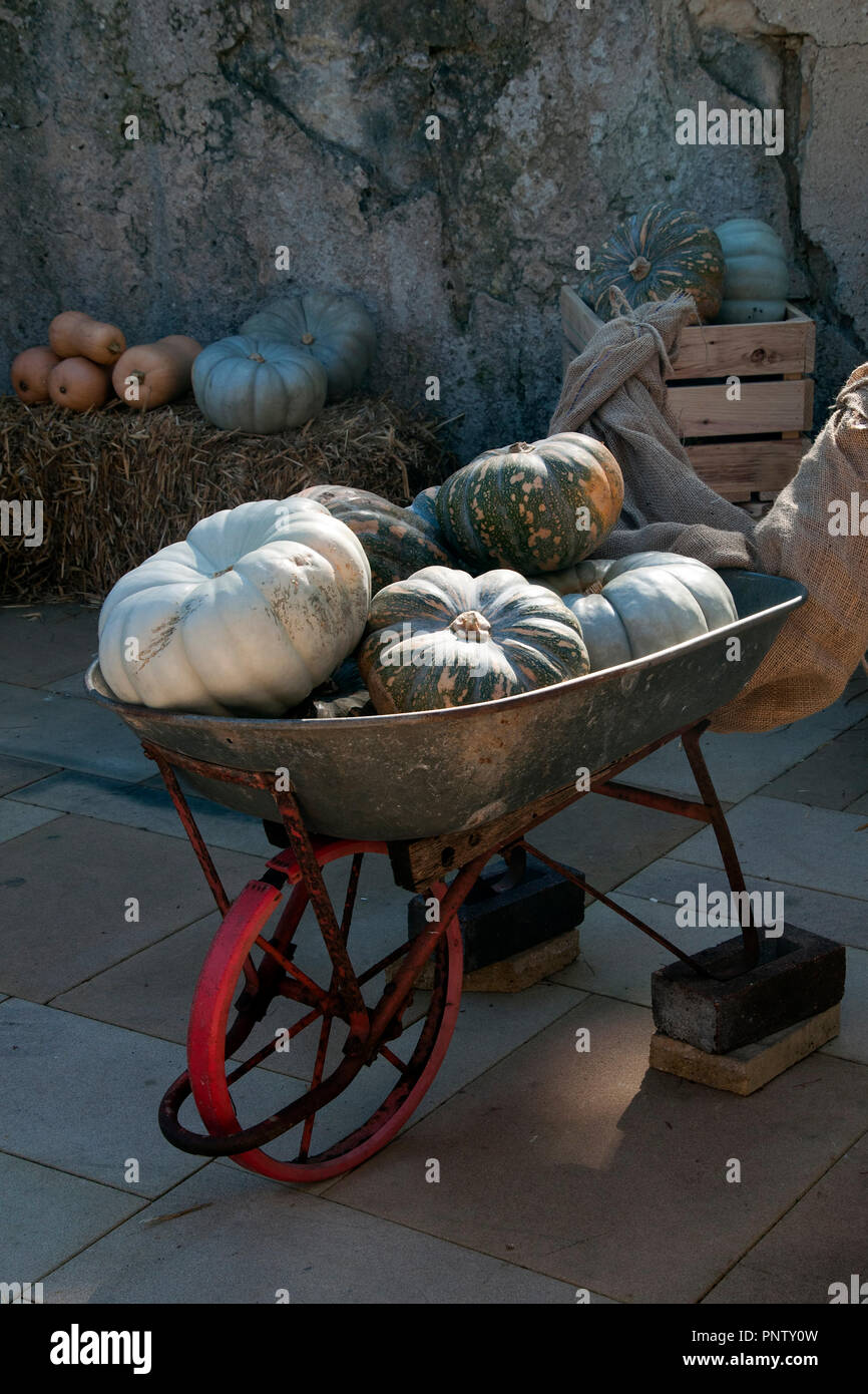 Wheelbarrow full of pumpkins hi-res stock photography and images - Alamy