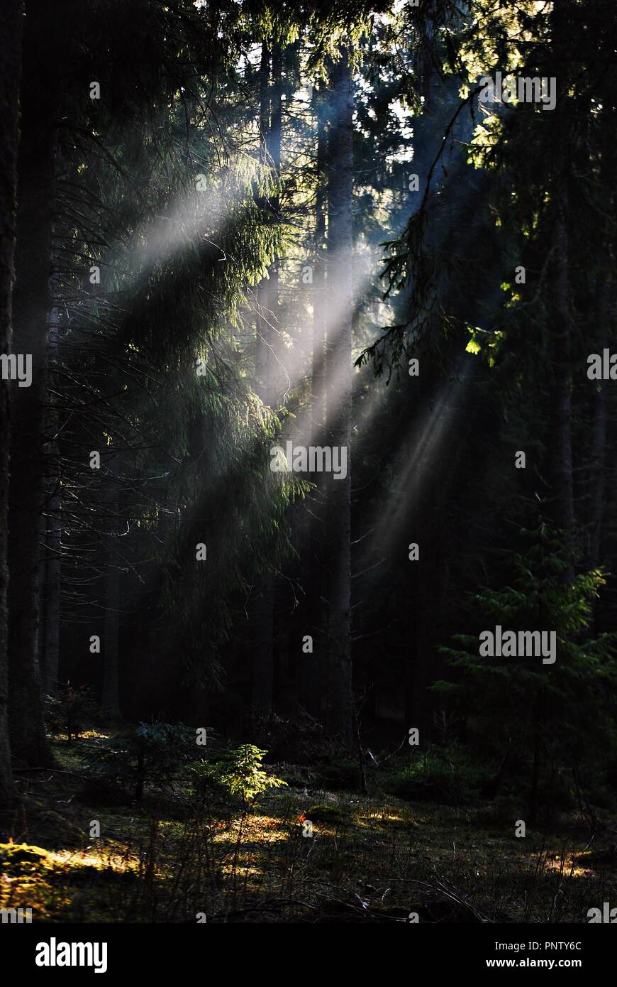 Light in the forest hi-res stock photography and images - Alamy