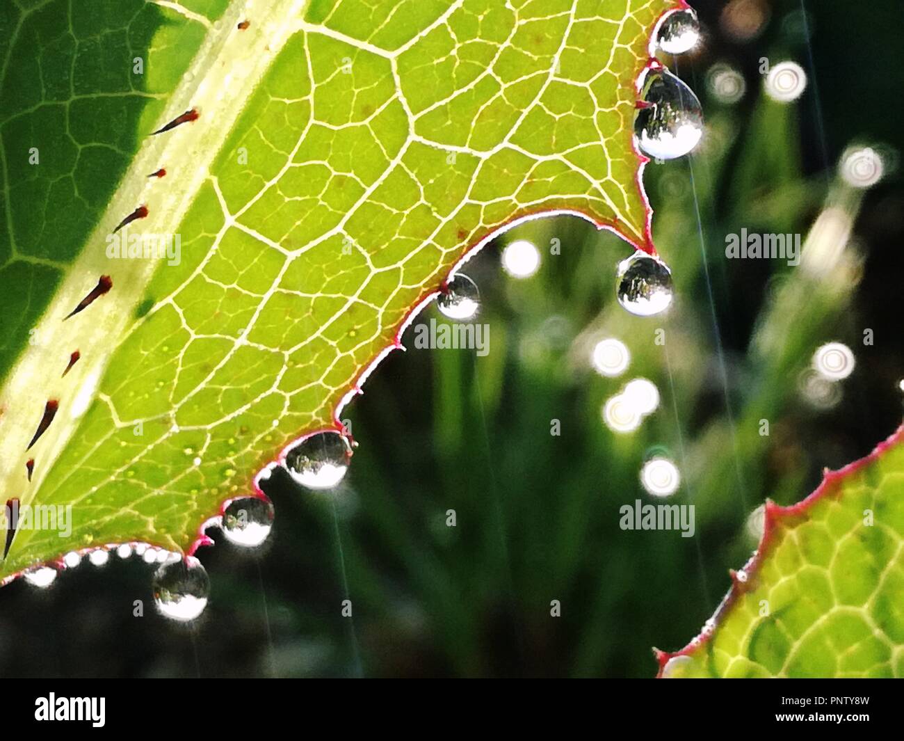 Morning Crystal Dew Stock Photo - Alamy