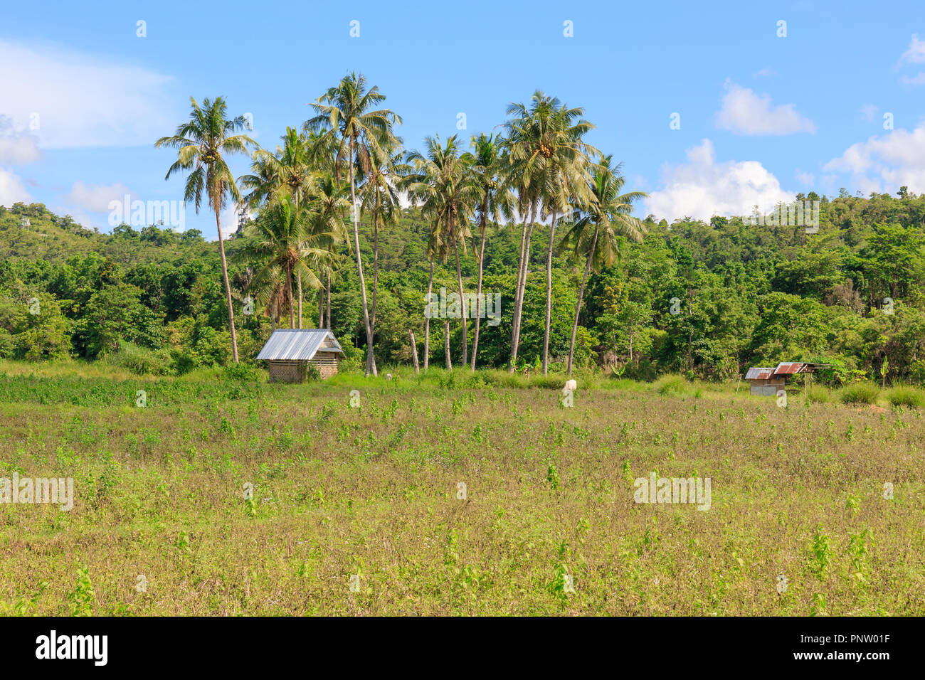 Farm In Bohol, Philippines Stock Photo - Alamy