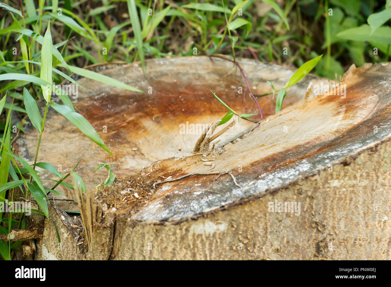 Tree stool hi-res stock photography and images - Alamy