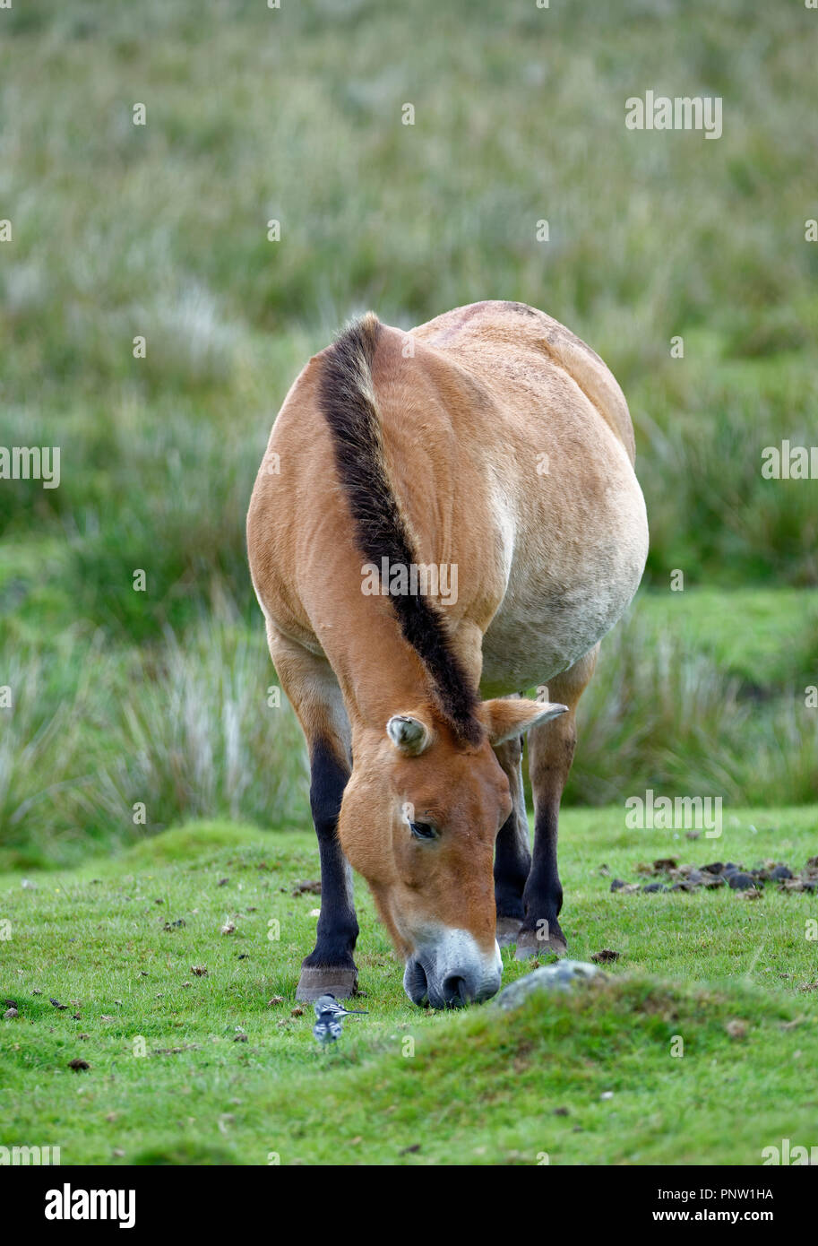 Przewalski's Horse - Equus ferus przewalskii Wild Horse from Central ...