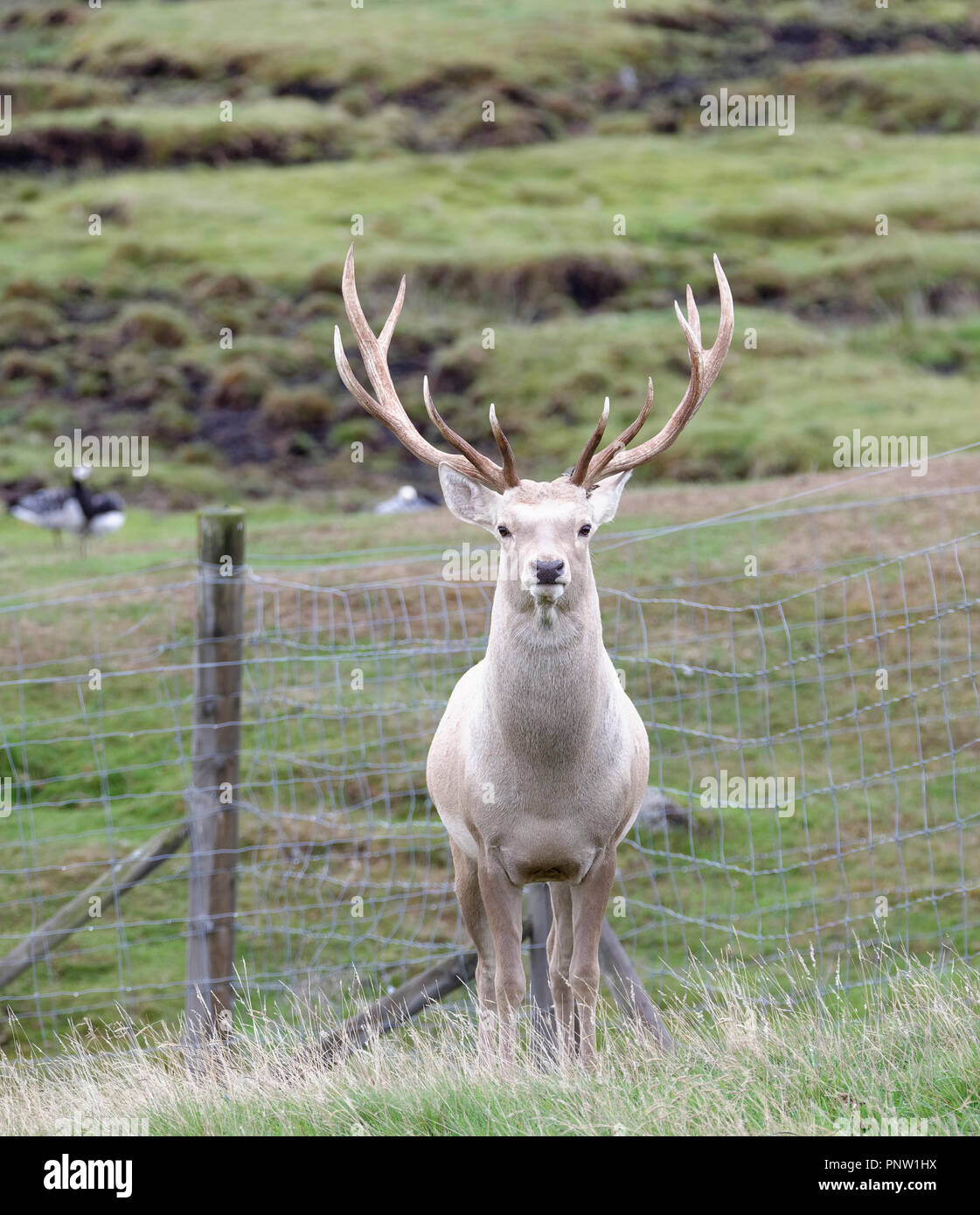 Bukhara or Bactrian Deer - Cervus elaphus bactrianus From Central Asia ...
