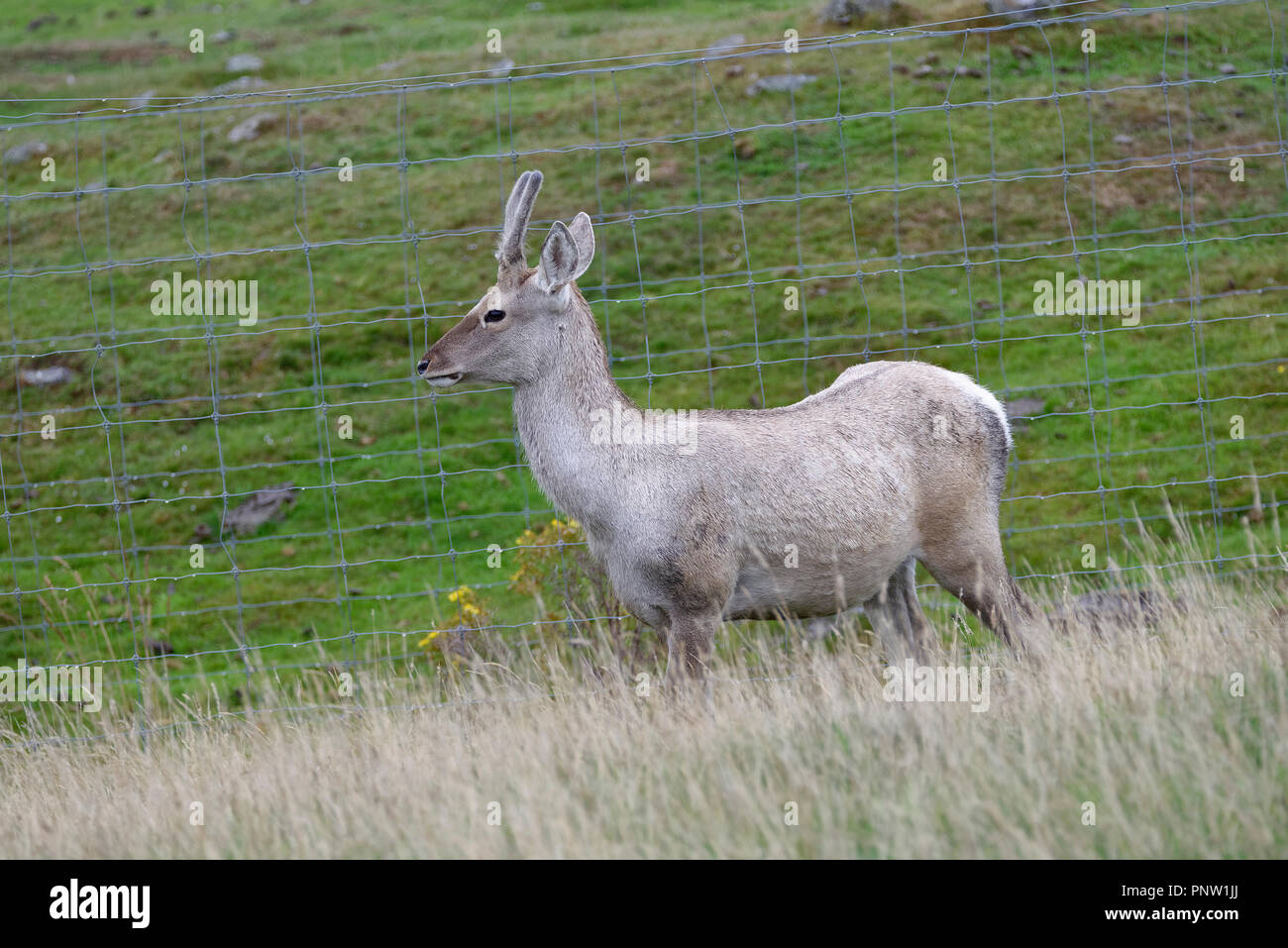 Bukhara or Bactrian Deer - Cervus elaphus bactrianus From Central Asia ...