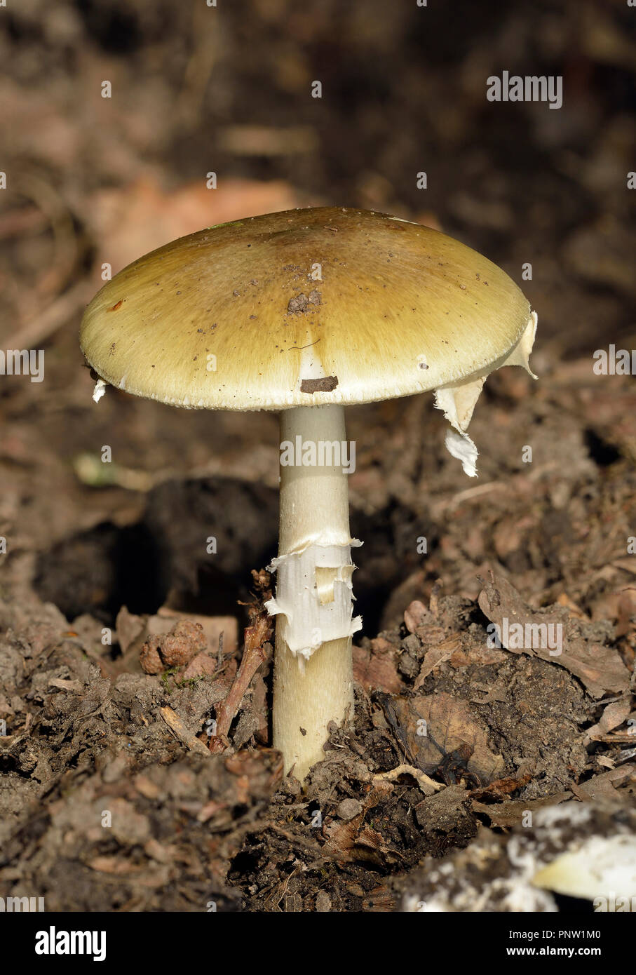 Amanita phalloides death cap mushroom hi-res stock photography and ...