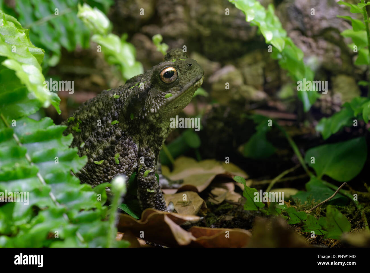 Common Toad - Bufo bufo Sitting up Stock Photo - Alamy