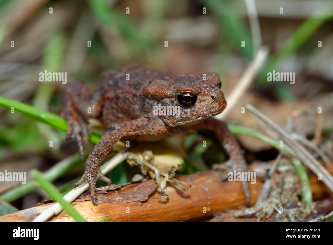 Baby toad hi-res stock photography and images - Alamy