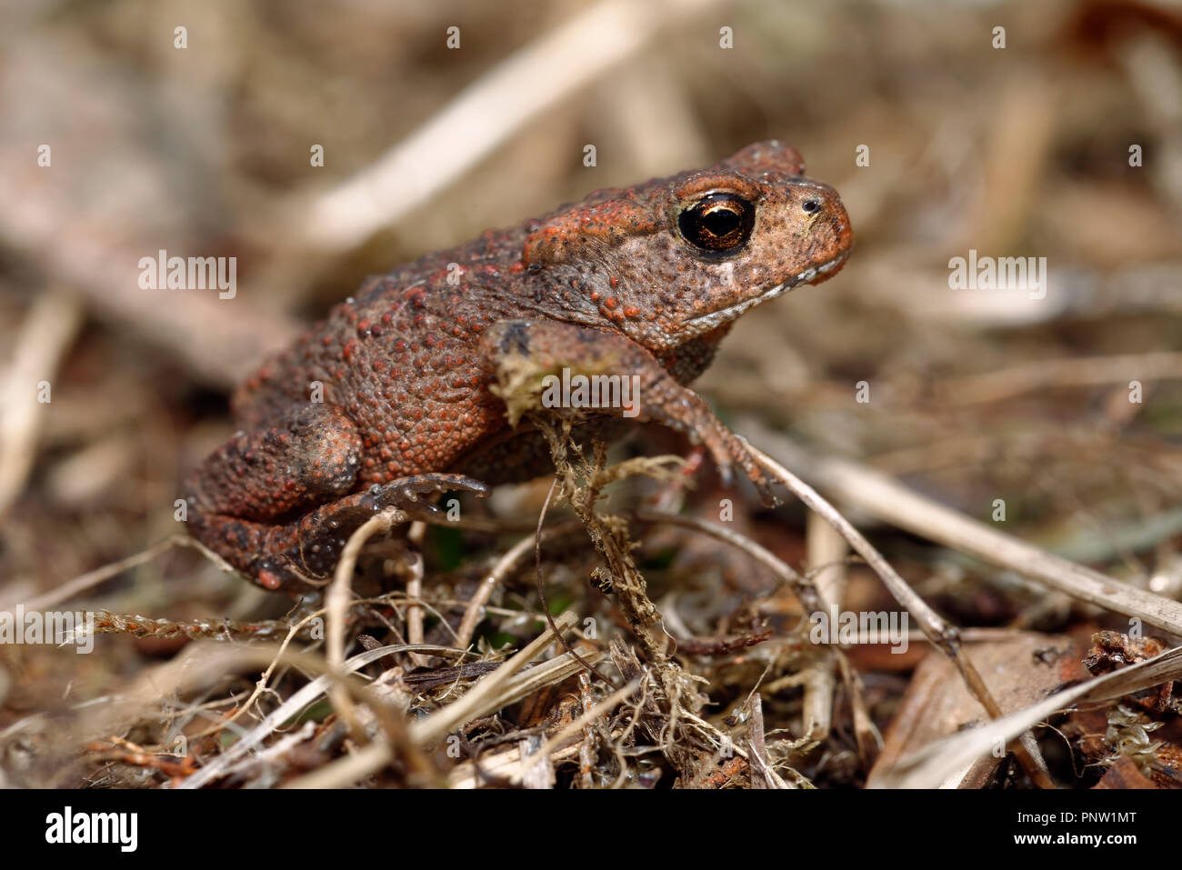 Common Toad - Bufo bufo Small first year toad on forest floor Stock ...