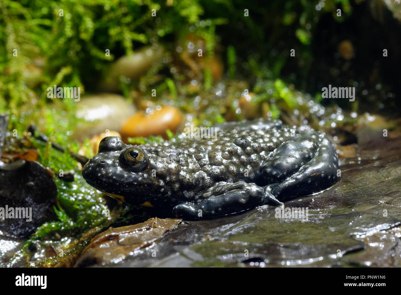 Yellow-bellied Toad - Bombina variegata from Central Europe Stock Photo ...