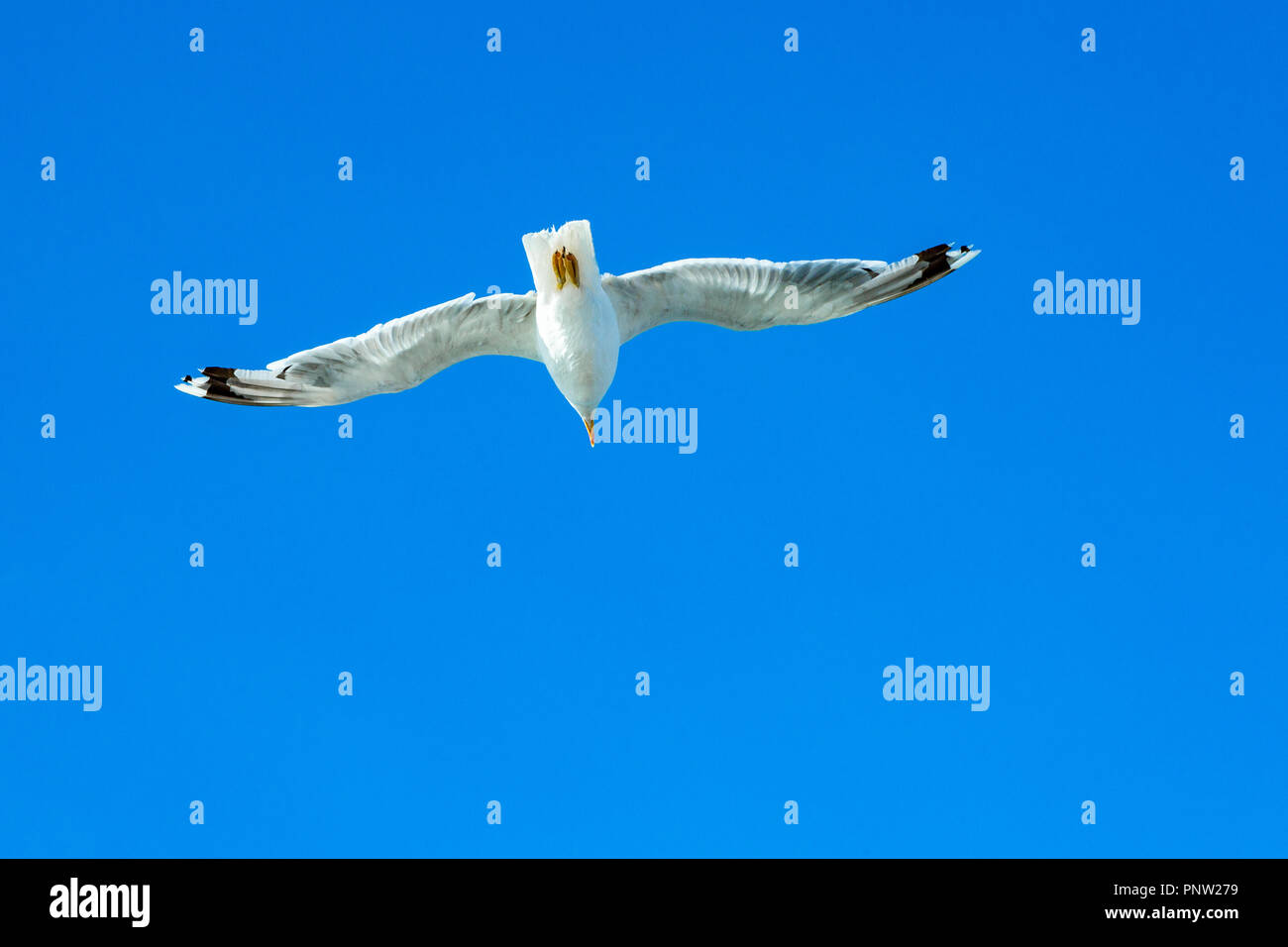 White gull hovering in the sky. Bird's flight. Seagull on blue sky ...