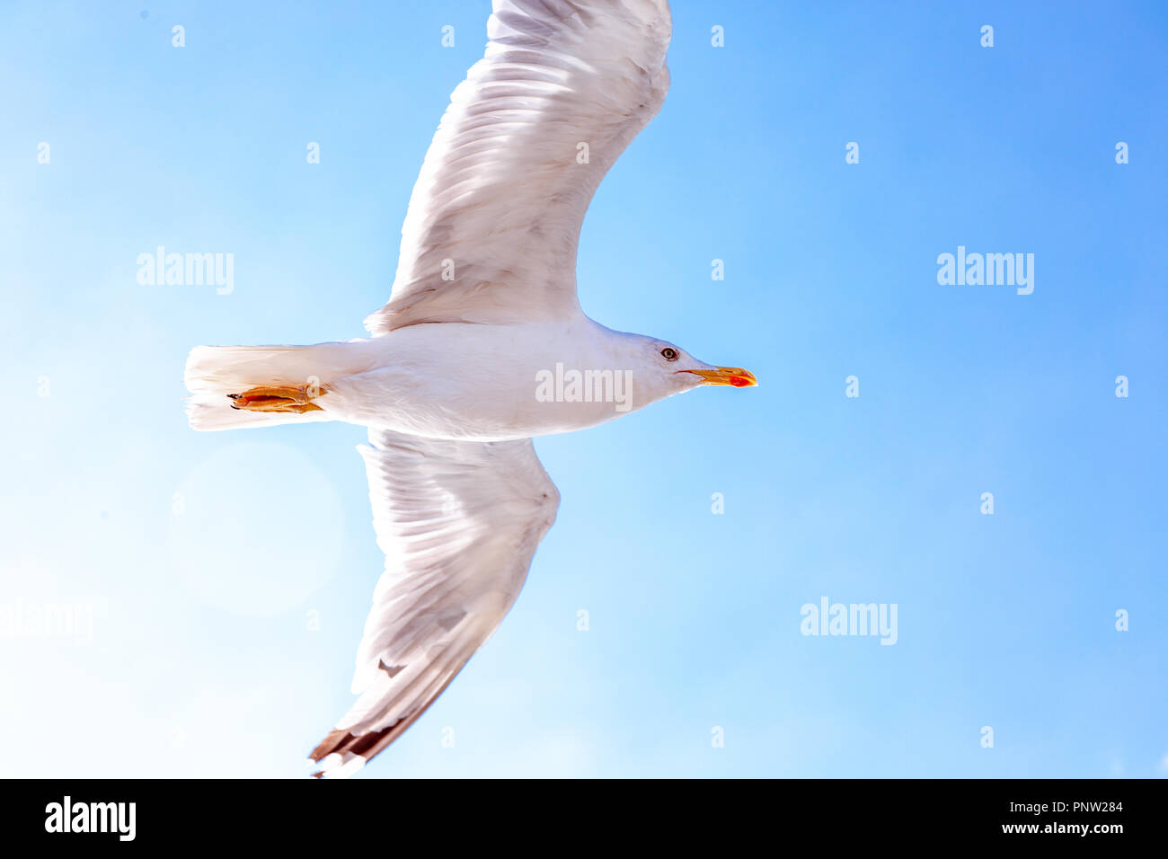 White gull hovering in the sky. Bird's flight. Seagull on blue sky ...