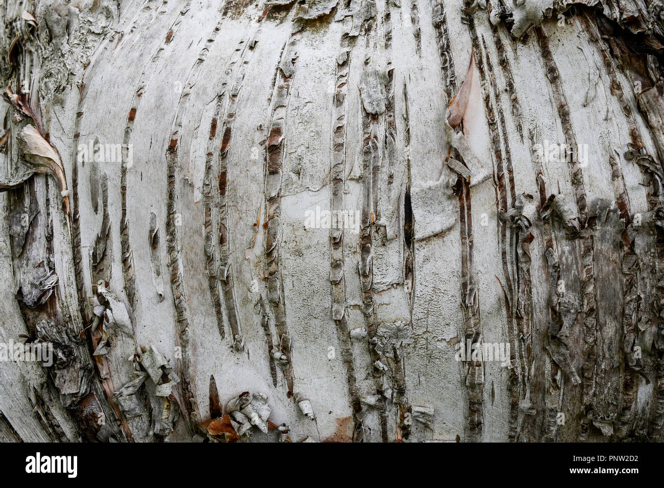 The bark of Betula platyphylla, the Japanese white birch - texture or ...