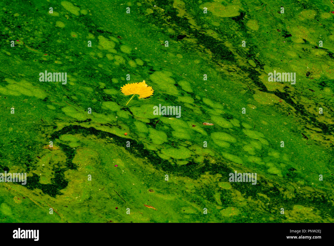 Close-up on green surface algae (seaweed) background and texture on the ...