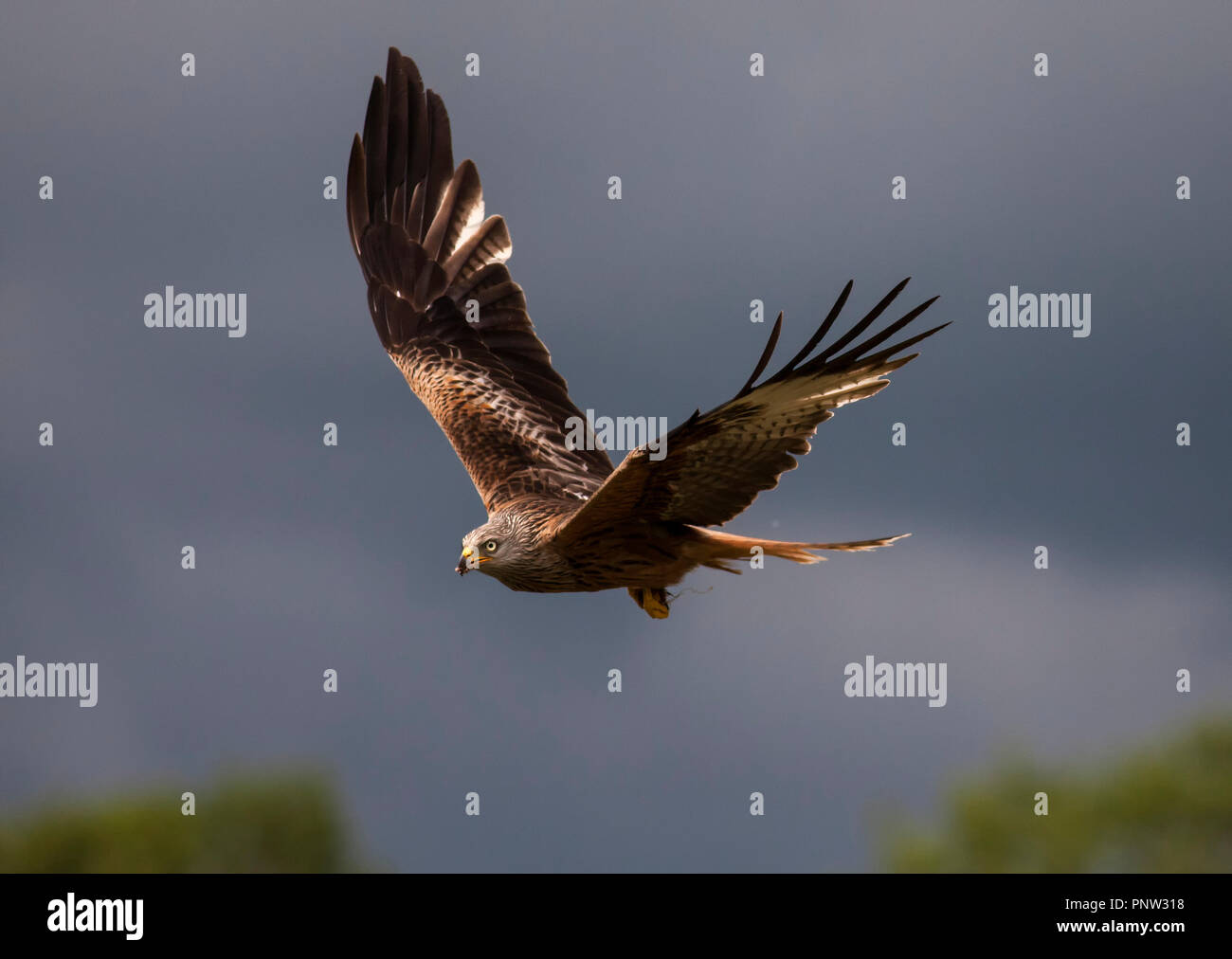 Red Kite in Flight Stock Photo - Alamy