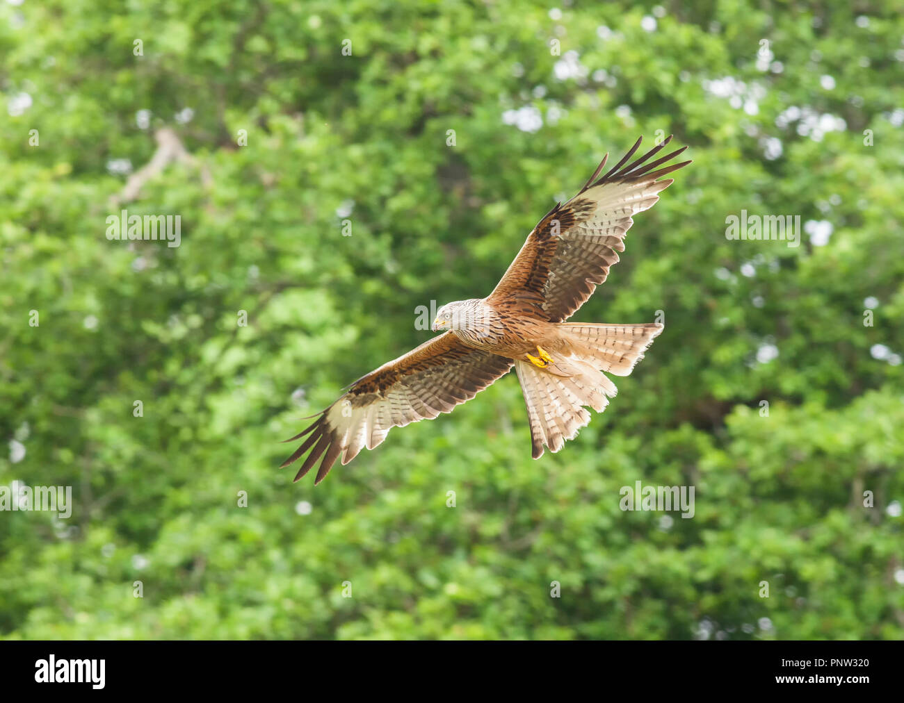 Red Kite in Flight Stock Photo - Alamy