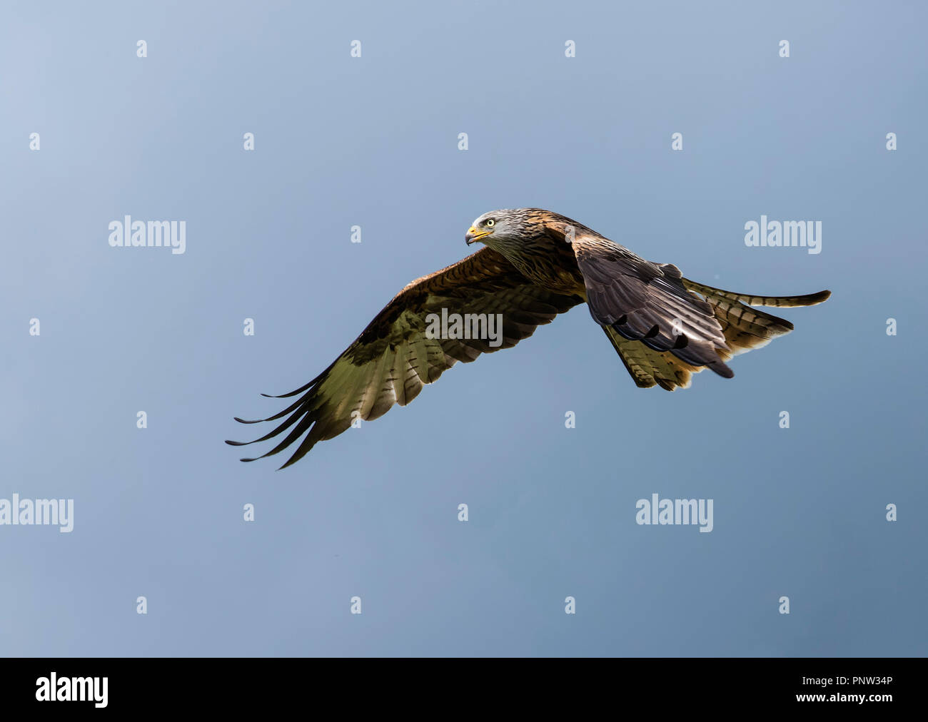 Red Kite in Flight Stock Photo - Alamy