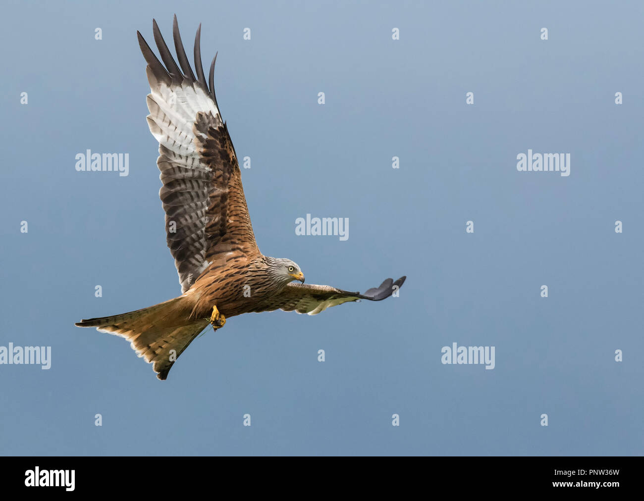 Red Kite in Flight Stock Photo - Alamy