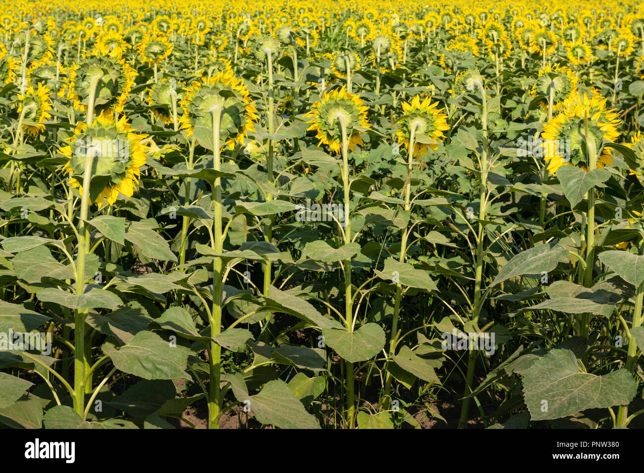 Back side sunflower hi-res stock photography and images - Alamy