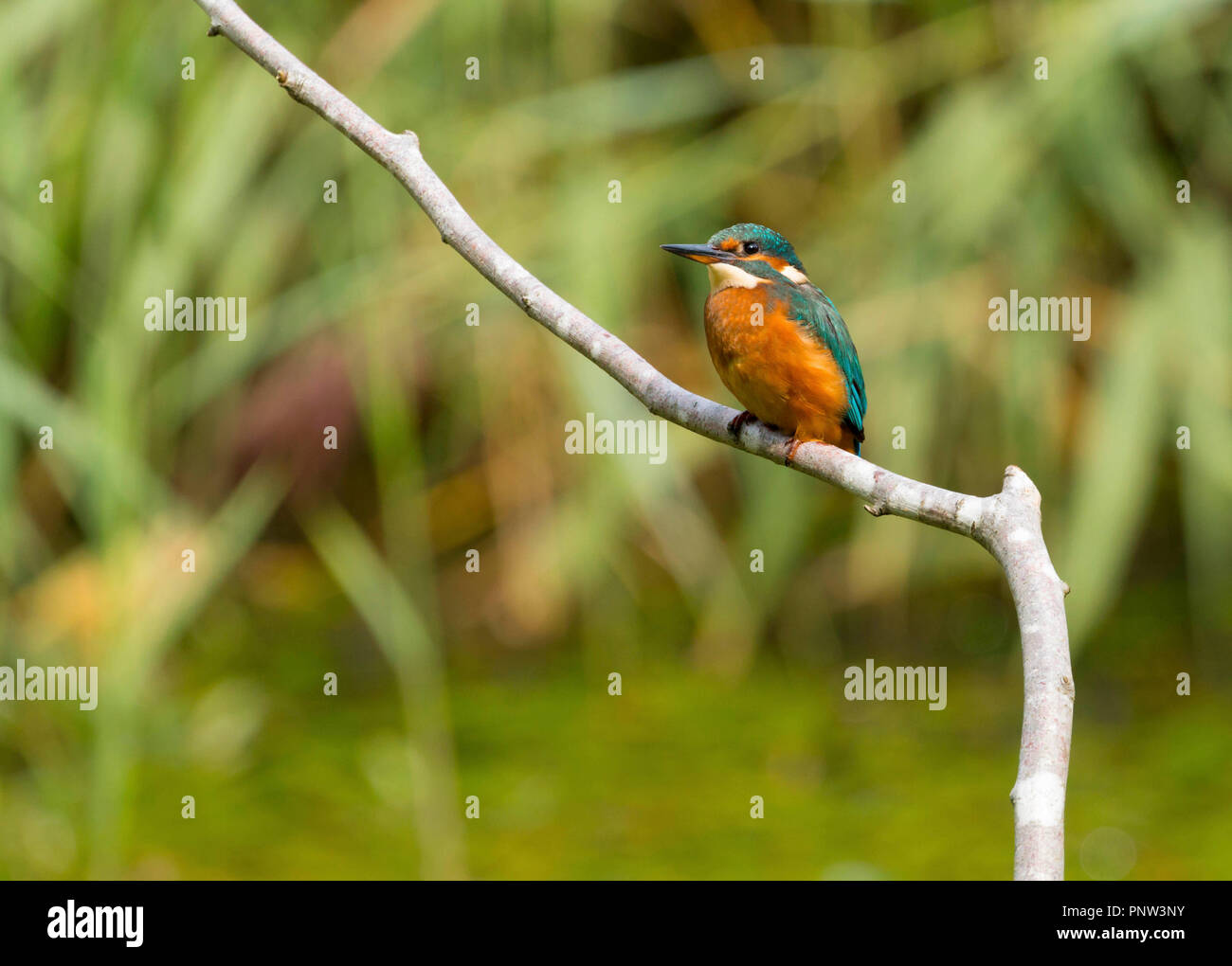 Native british birds calendar hi-res stock photography and images - Alamy