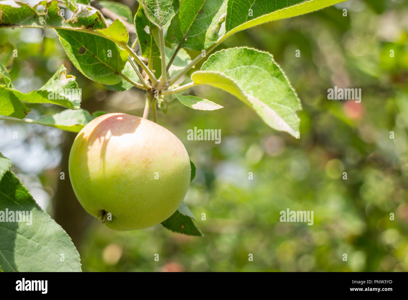 One green apple hanging on a tree in sunny day Stock Photo - Alamy