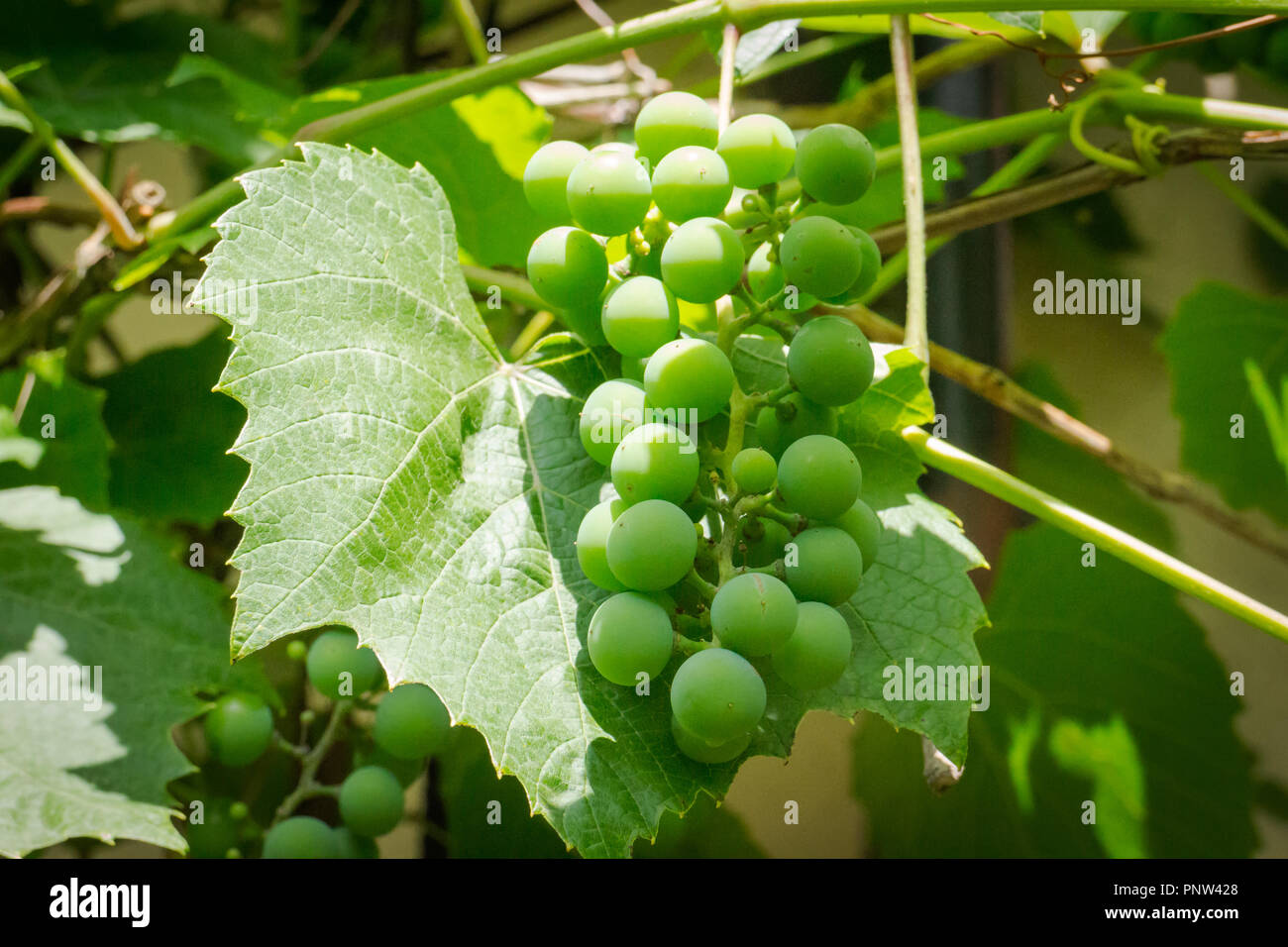 Unripened fruit hi-res stock photography and images - Alamy