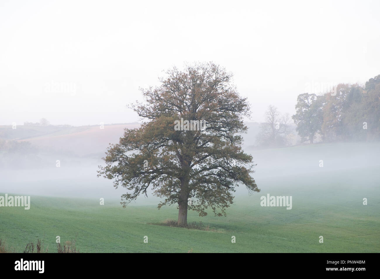 Single tree on a misty autumn morning in English countryside with ...